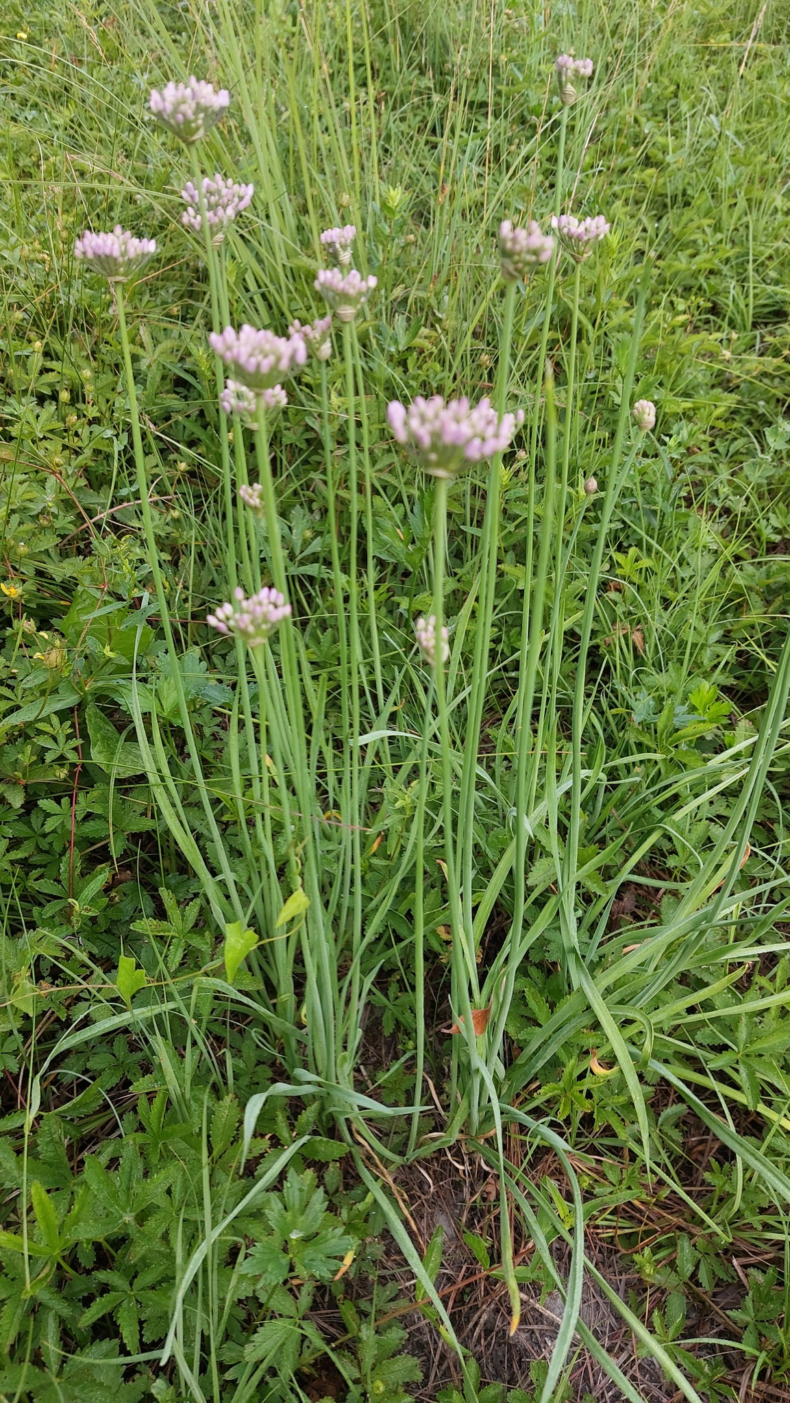 Allium angulosum L.