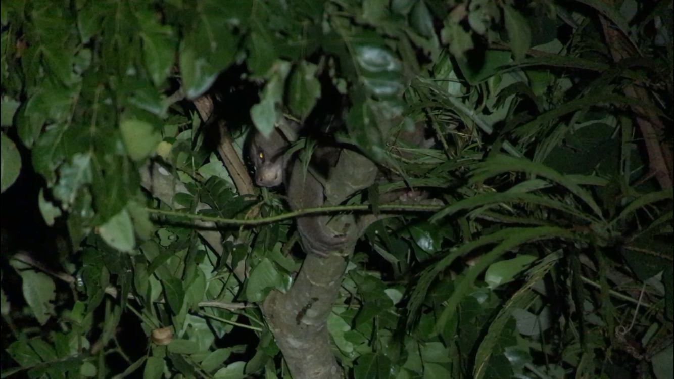 Perodicticus potto (Müller, 1766)