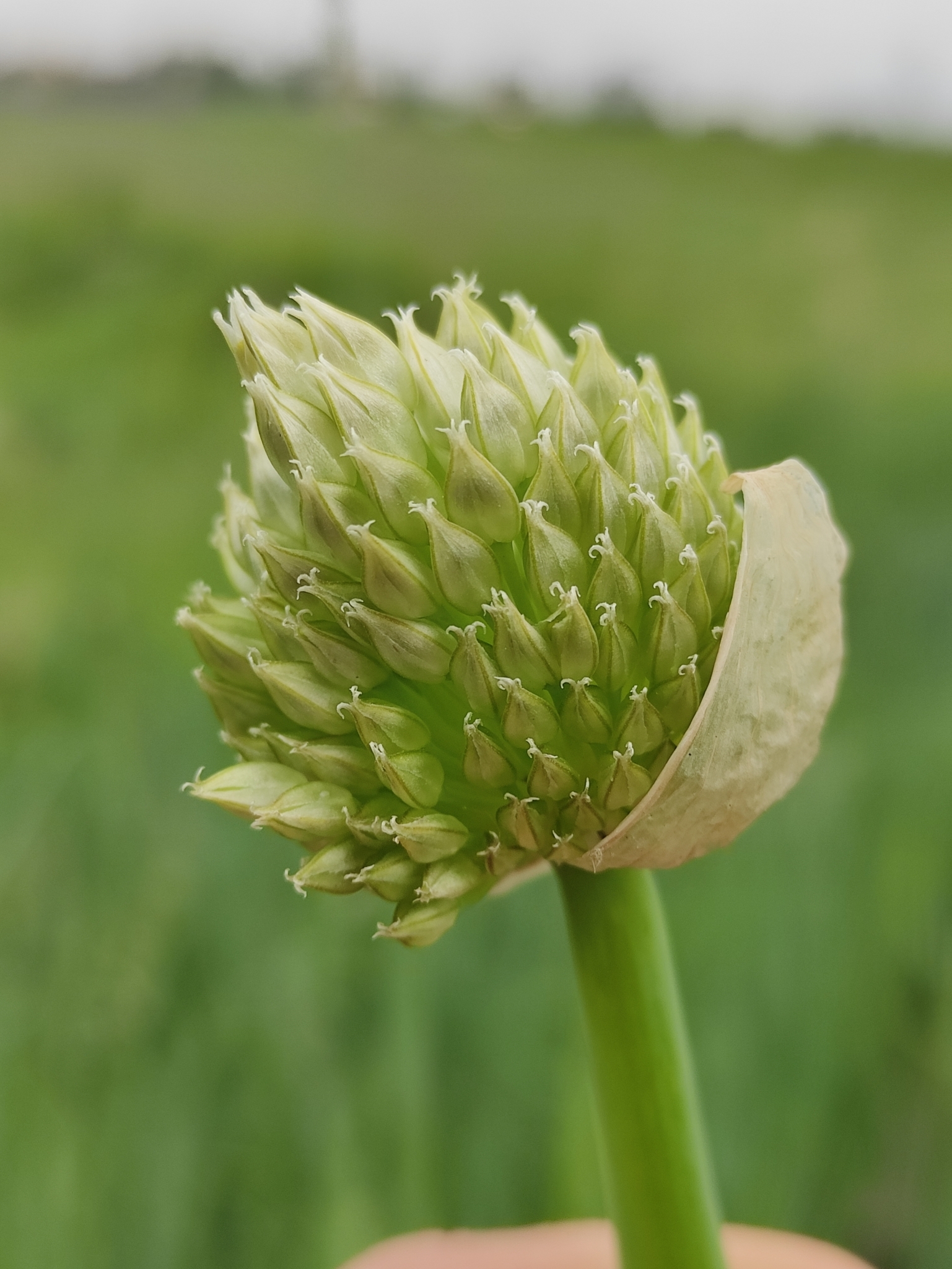 Allium fistulosum L.