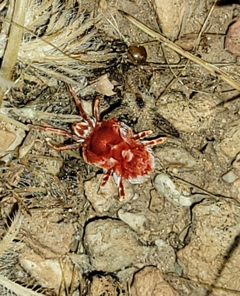 Giant Velvet Mites in June 2022 by David Heckard · iNaturalist