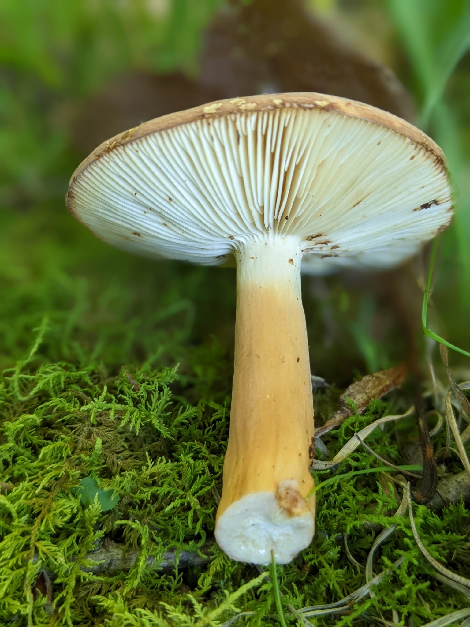 Lactarius volemus (Fr.) Fr.