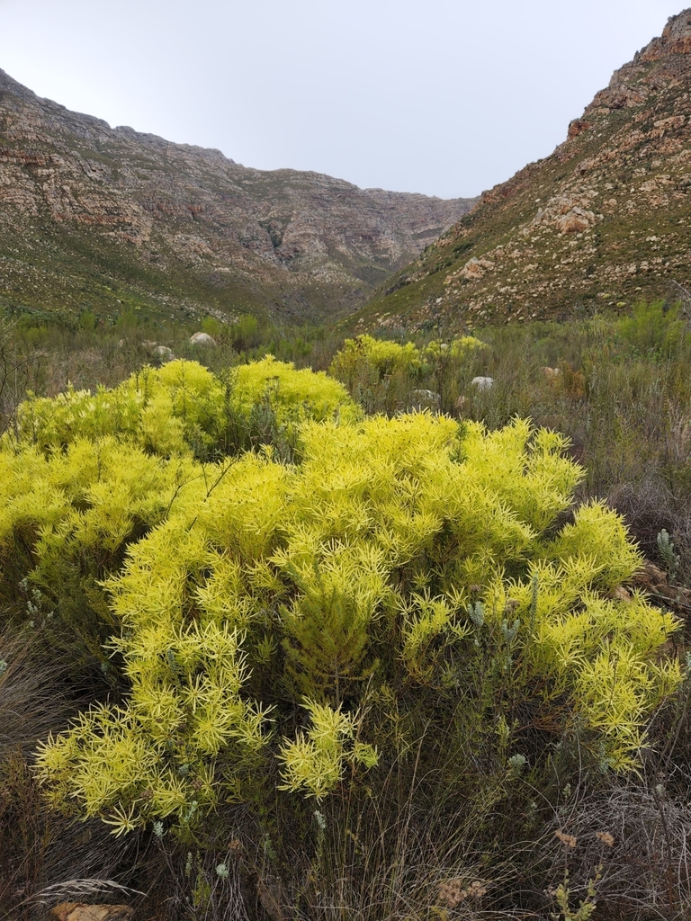 Common Sunshine Conebush from Cape Winelands, ZA-WC, ZA on June 21 ...