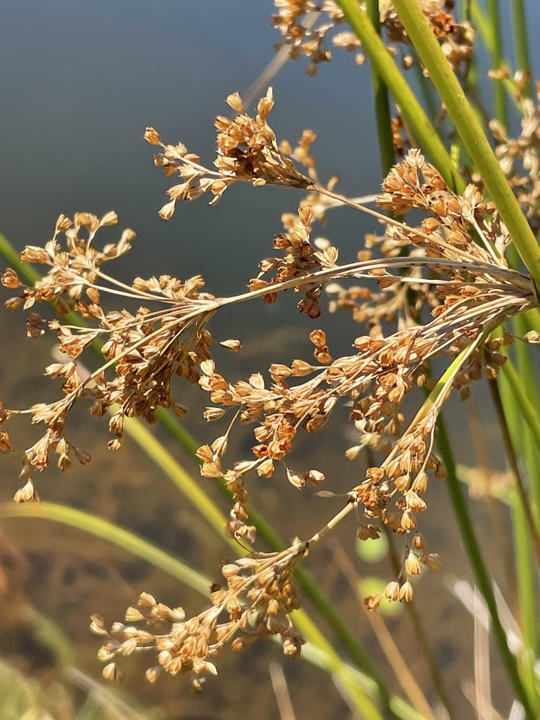 Soft Rush (Juncus effusus) - Botanical Realm