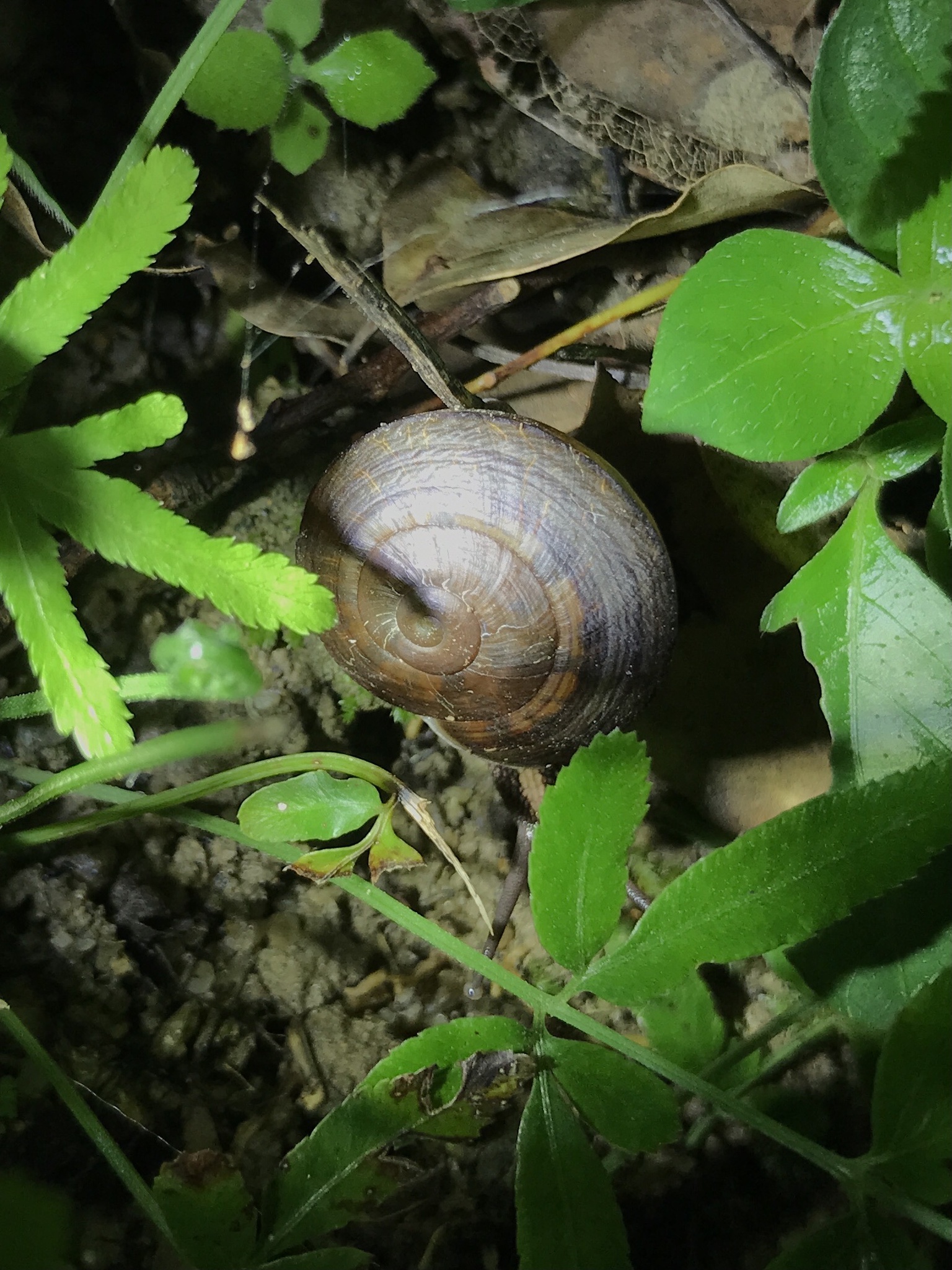 Camaena hainanensis (H.Adams, 1870)