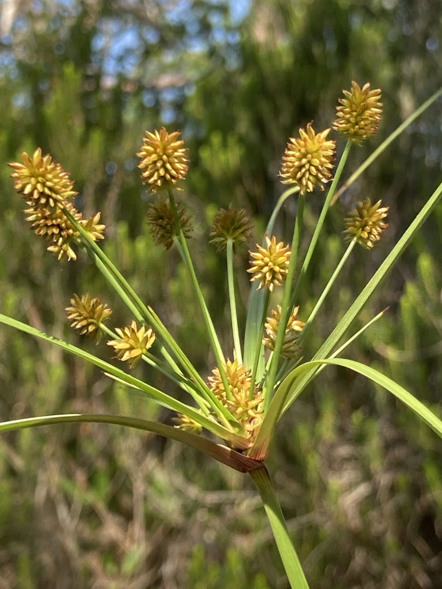 Cyperus retrorsus Chapm.
