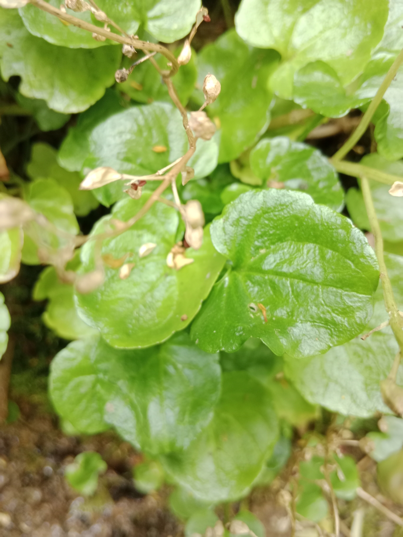 Cochlearia pyrenaica DC.