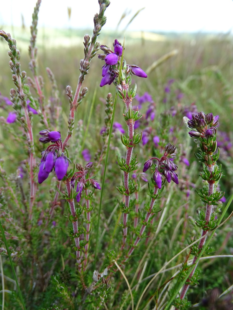 Bell Heather from County Durham, UK on June 21, 2022 at 10:11 AM by ...