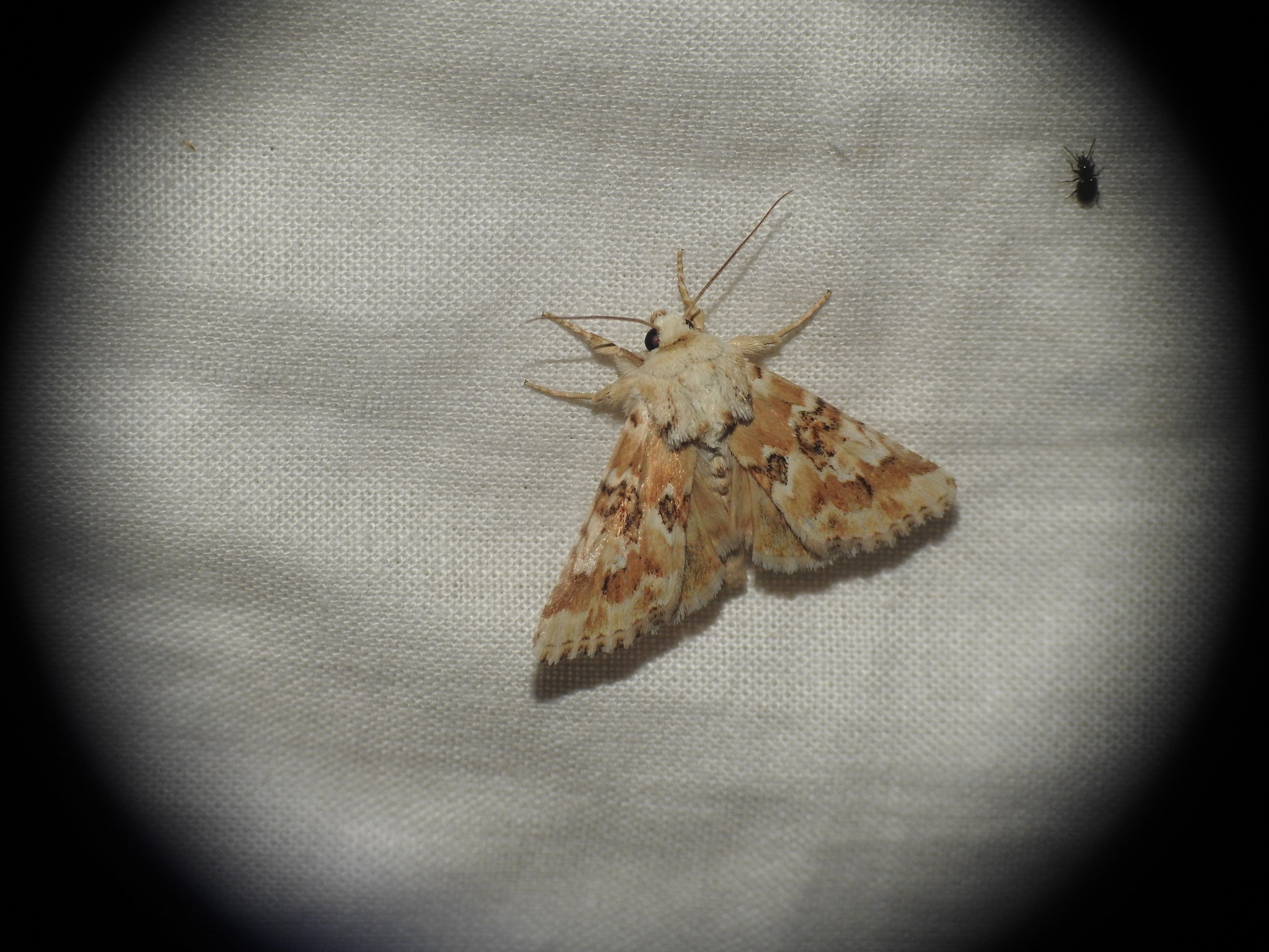 Eremobia ochroleuca (Denis & Schiffermüller), 1775