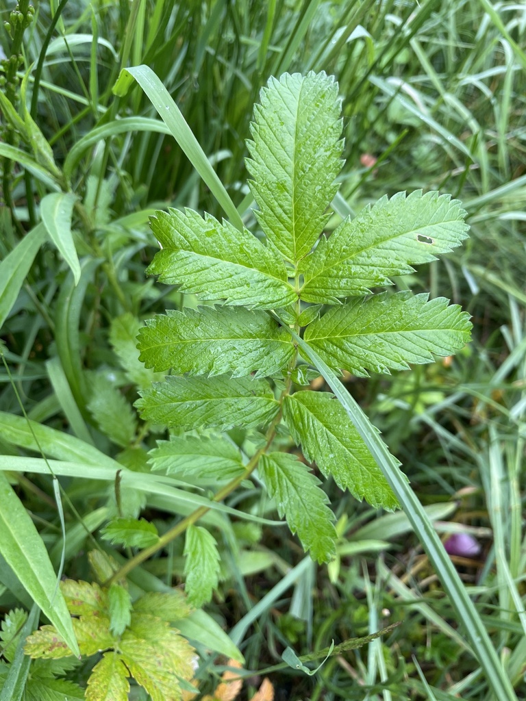 Pacific silverweed (Argentina pacifica) - Botanical Realm
