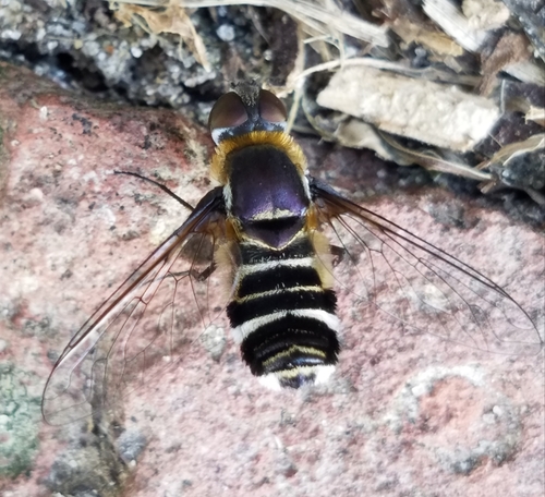 Villa arenicola · iNaturalist