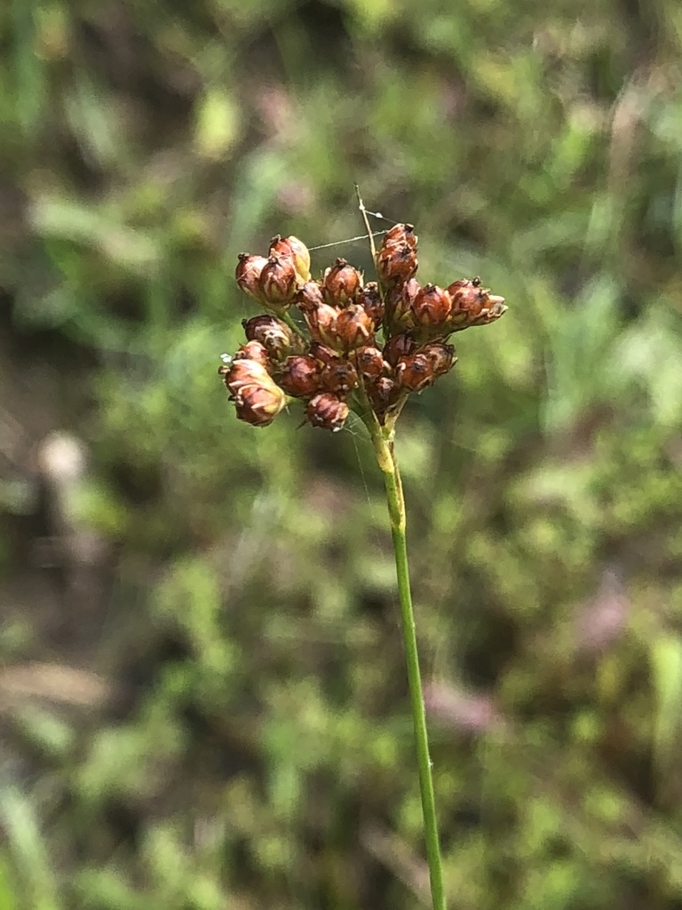 Juncus longii from Canterbury, Mobile, AL, USA on May 25, 2018 at 05:02 ...