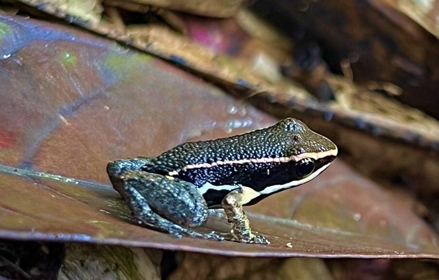 Poison Frogs from Cuya Beno Fauna Production Reserve, Lago Agrio ...