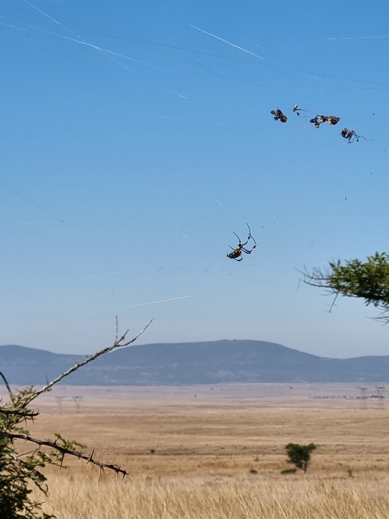 banded-legged golden orb-web spider from Amajuba, KwaZulu-Natal, South ...