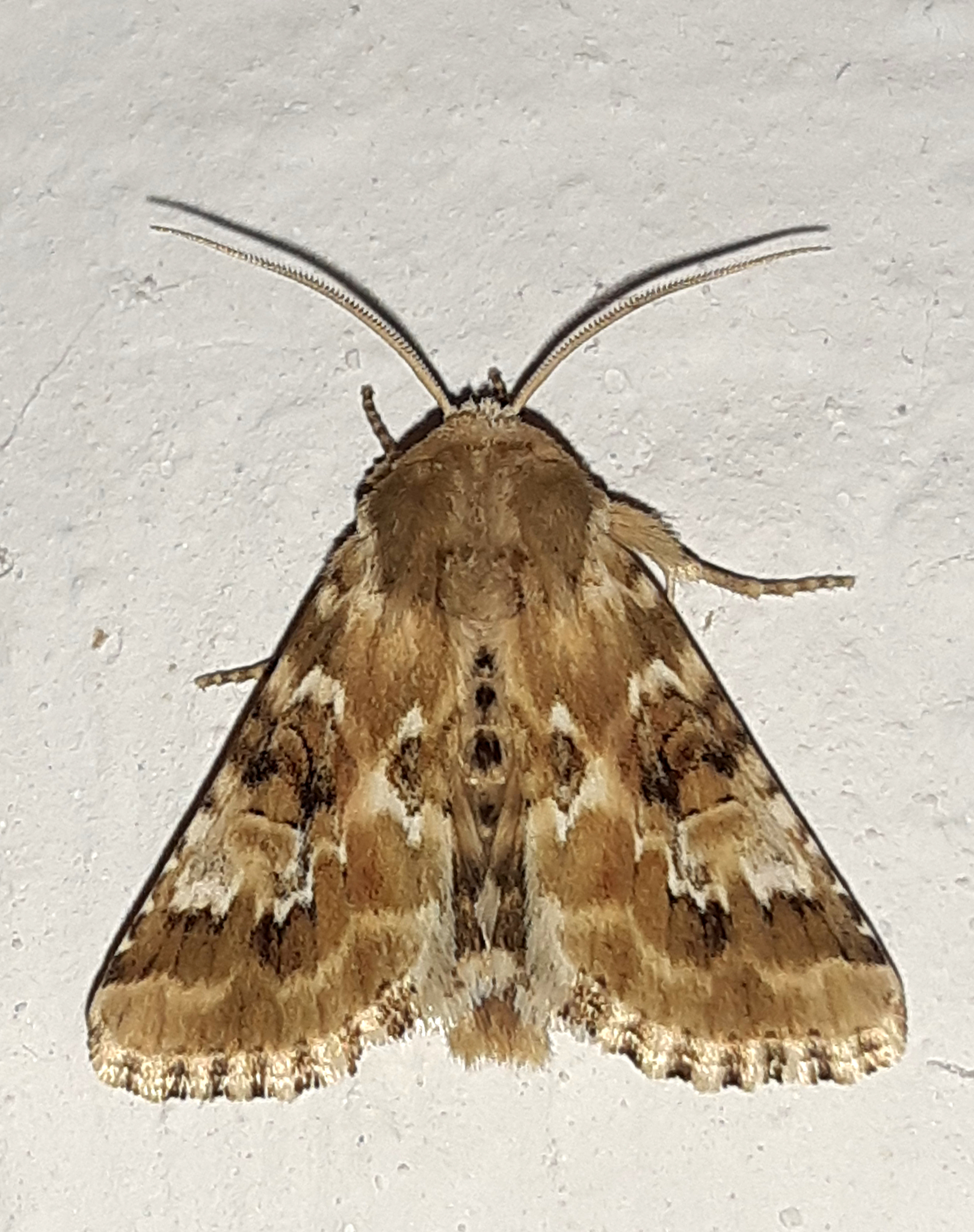 Eremobia ochroleuca (Denis & Schiffermüller), 1775