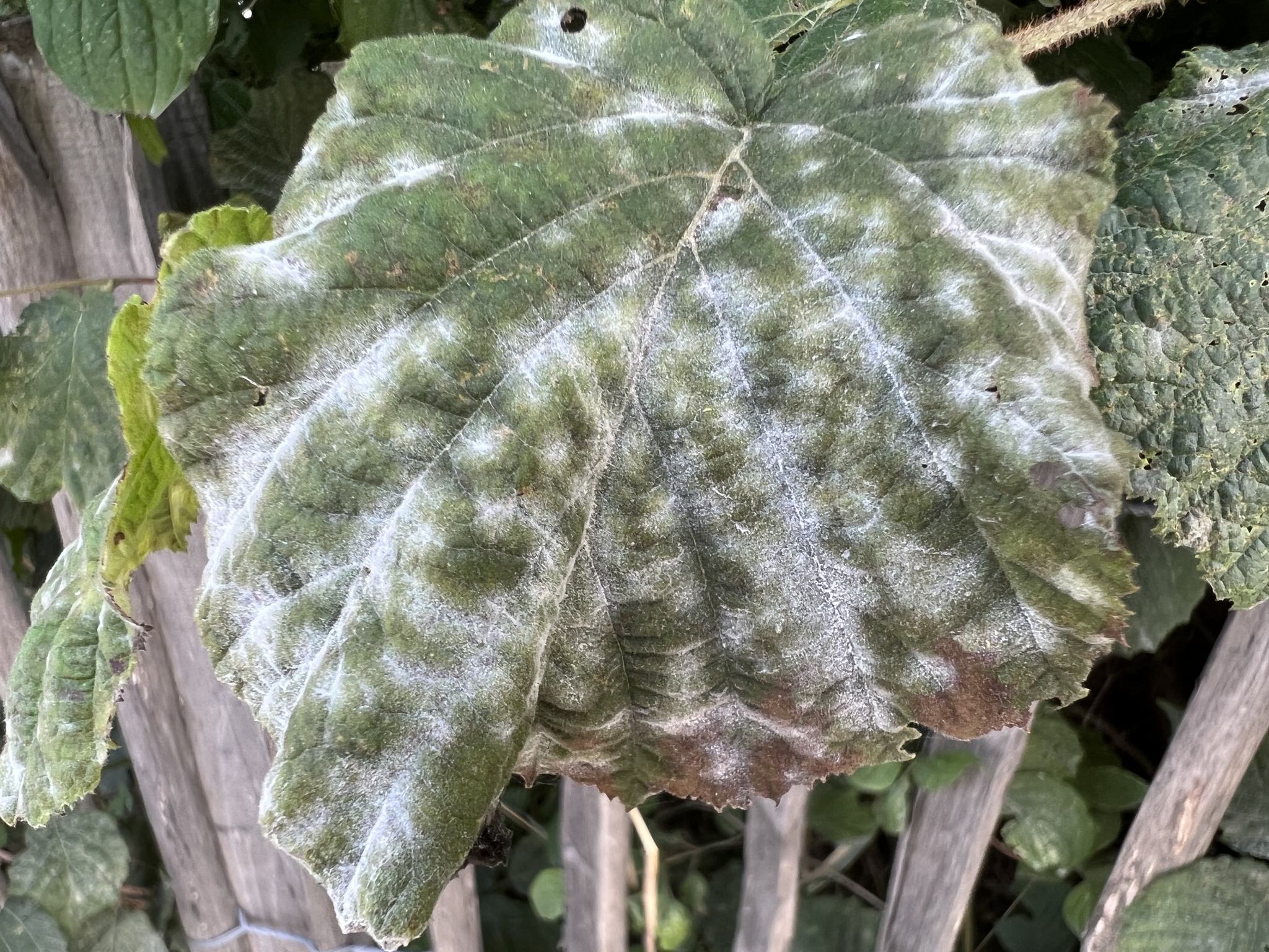 Erysiphe corylacearum U.Braun & S.Takam.