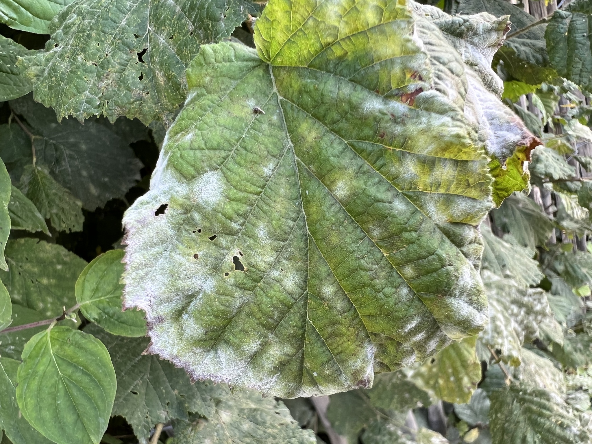 Erysiphe corylacearum U.Braun & S.Takam.