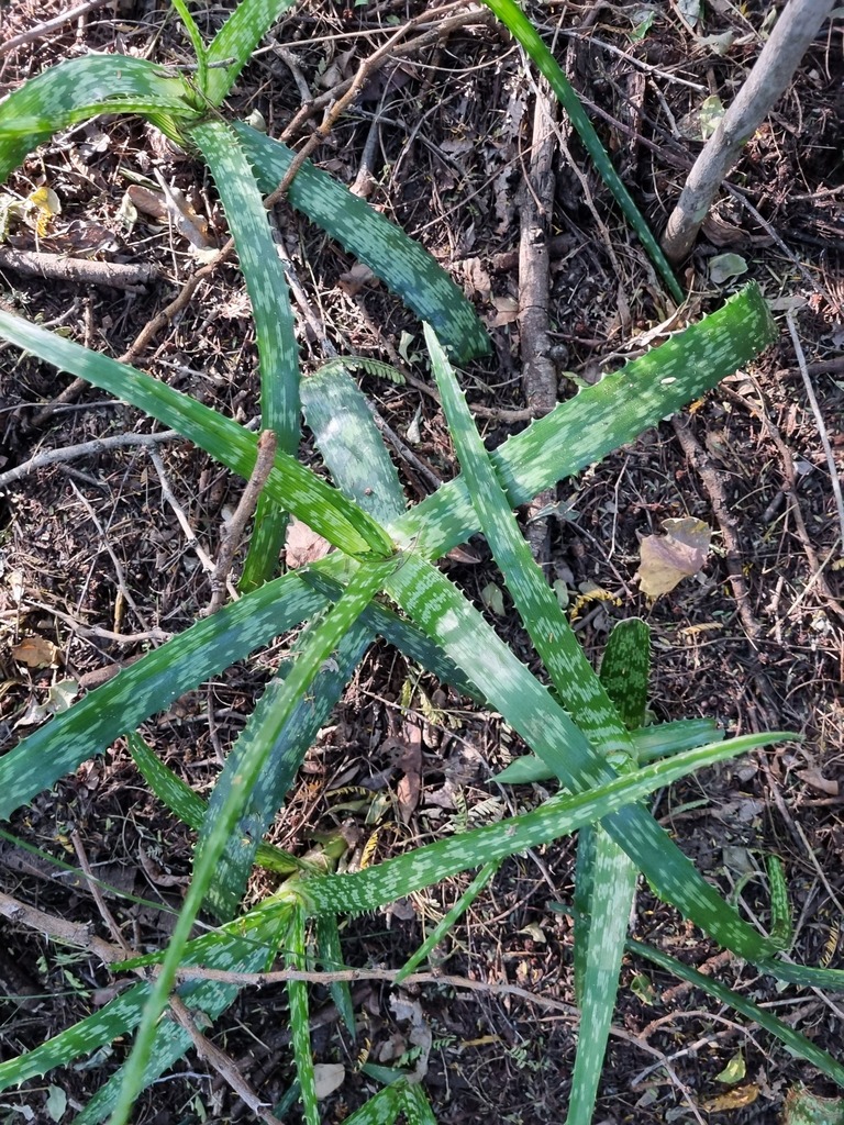 ground spotted aloe from Zululand DC, South Africa on June 4, 2022 at ...