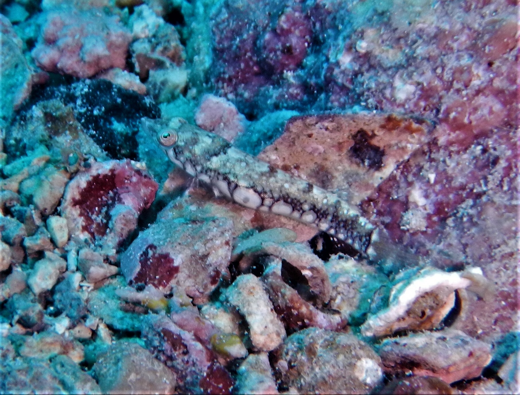 Diplecogaster Fraser-Brunner, 1938