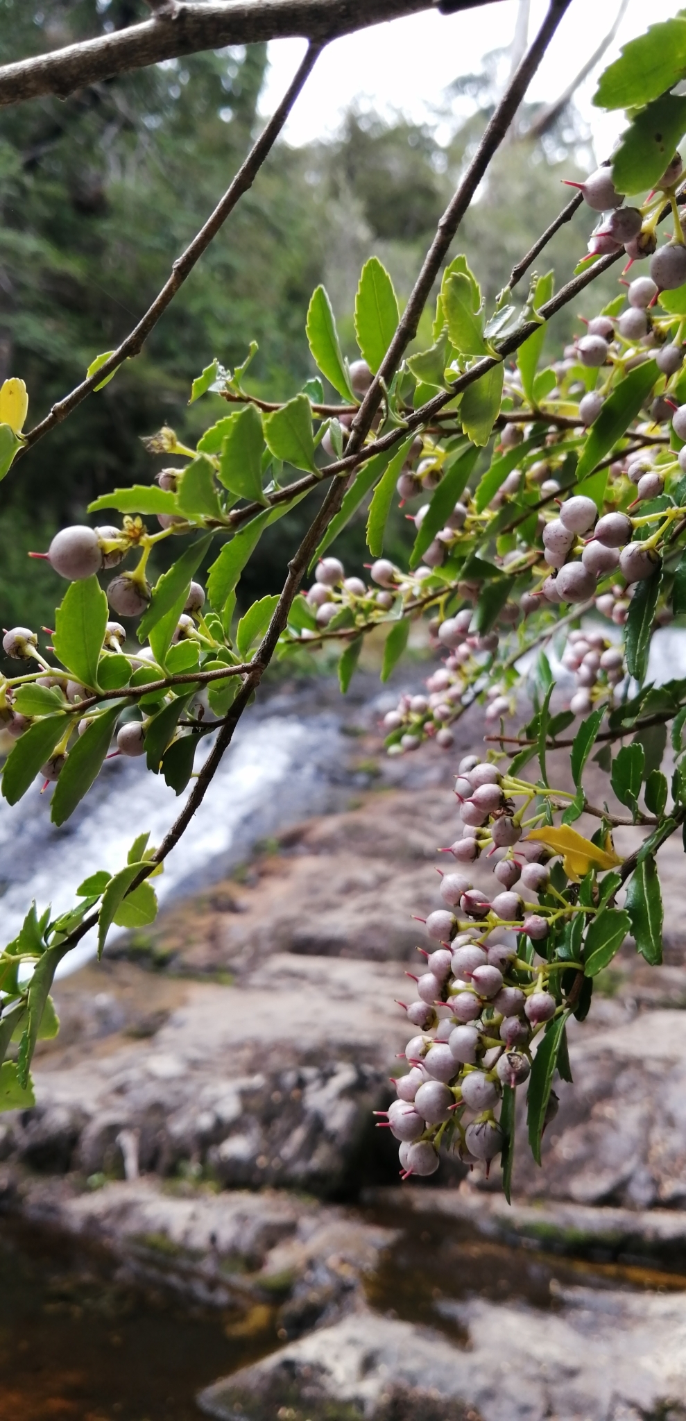 Azara lanceolata Hook.fil.