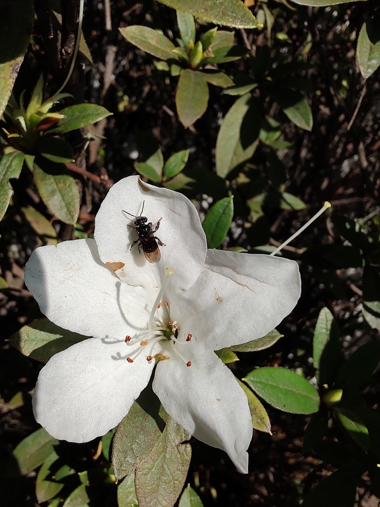 Stingless Bees from São Paulo - SP, 04518, Brasil on June 21, 2022 at ...