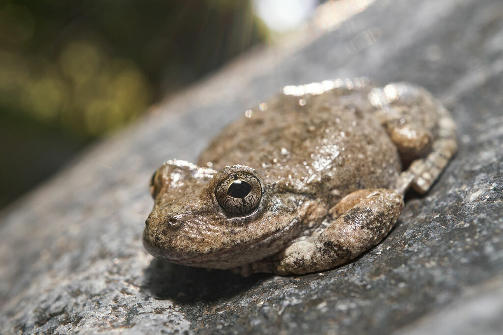 California Tree Frog (Southern California) · iNaturalist