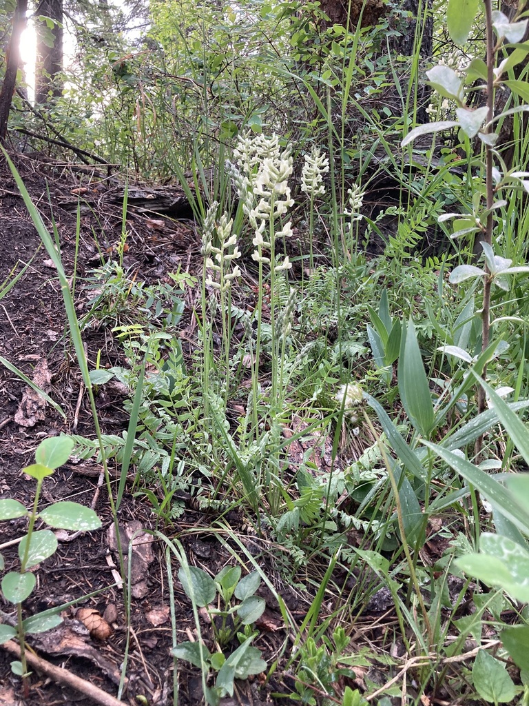 Locoweed from Southwest Calgary, Calgary, AB, Canada on June 20, 2022 ...