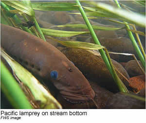 Pacific Lamprey (Lagunitas Creek) · iNaturalist
