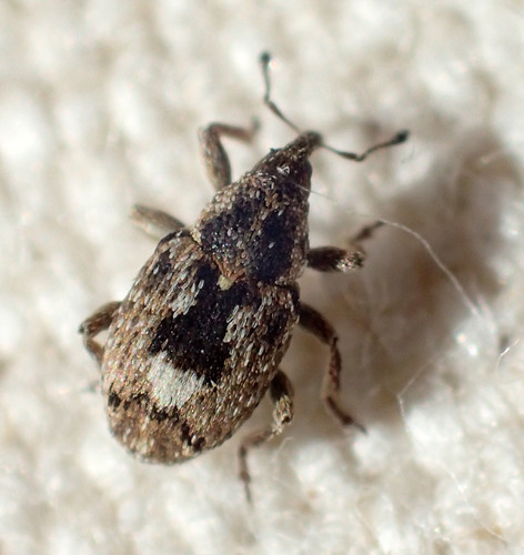 Sibinia maculata · iNaturalist