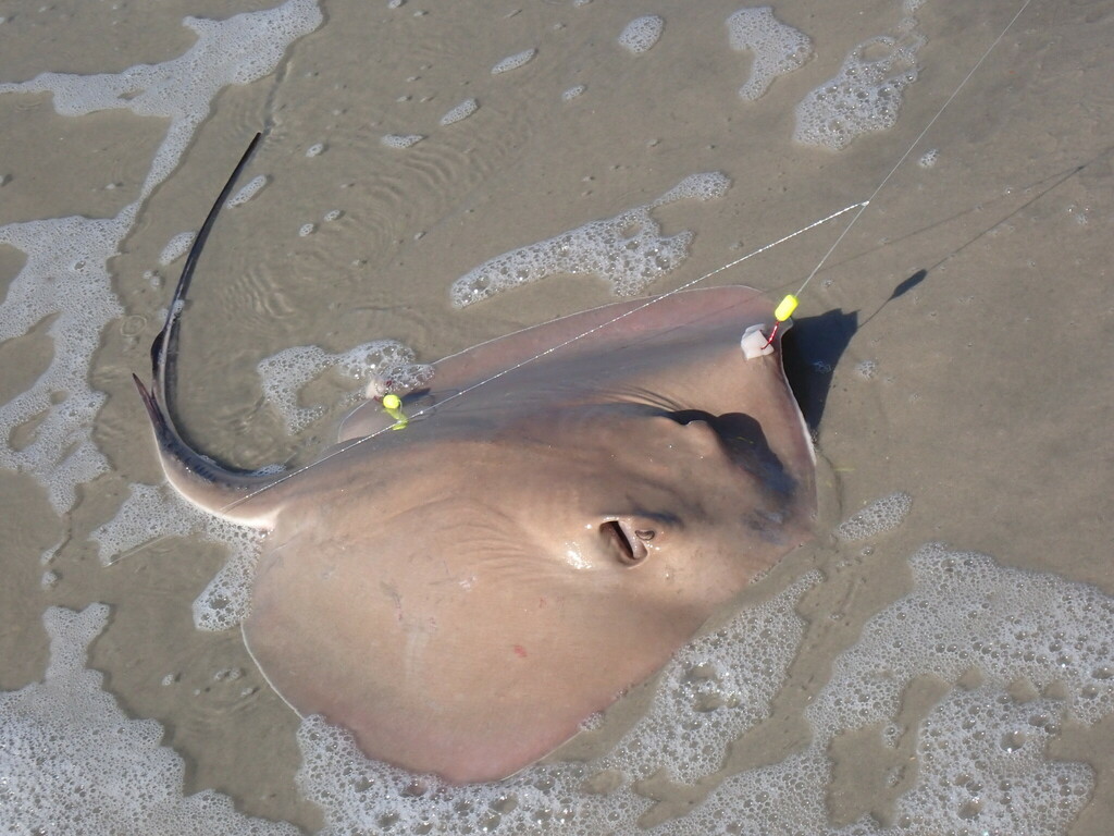 Bluntnose Stingray from Edisto Island, SC 29438, USA on June 19, 2022 ...