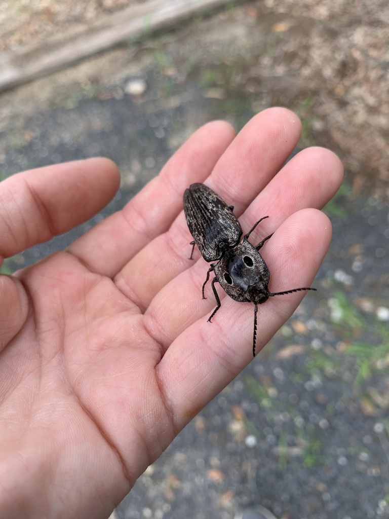 Small-eyed Click Beetle from Francis Marion National Forest ...