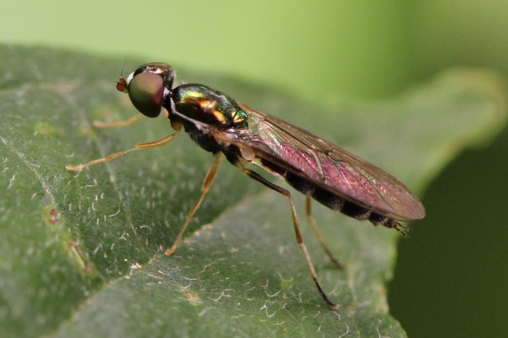 Sargus fasciatus from Takoma Park, MD, USA on June 21, 2022 at 09:45 AM ...