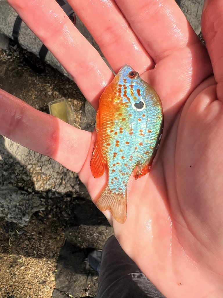 Orangespotted Sunfish in June 2022 by Samuel Taylor · iNaturalist
