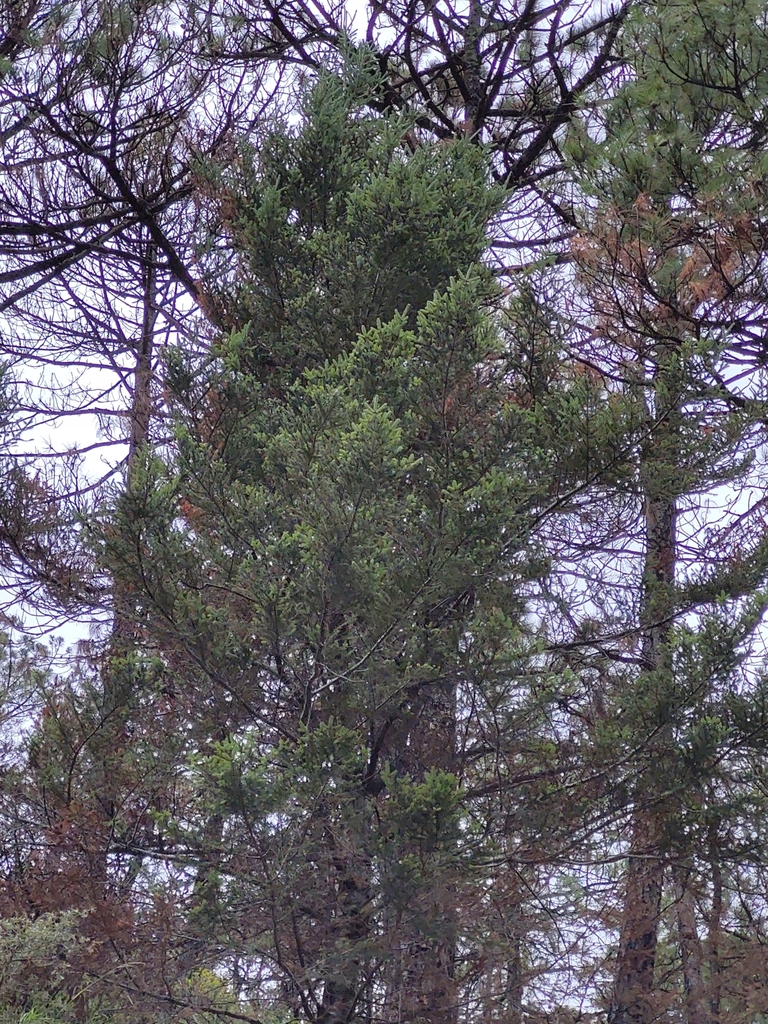 Vejar's fir from Santiago, N.L., México on August 6, 2021 at 11:58 AM ...