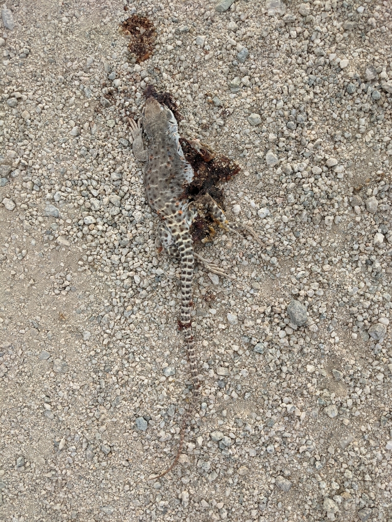 Long-nosed Leopard Lizard from GREENHAVEN, UT 84083美国 on June 20, 2022 ...