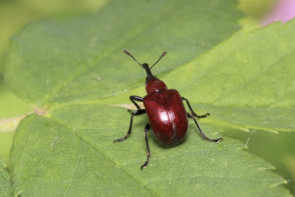 Rose Curculio from Parkland County, AB, Canada on June 20, 2022 at 03: ...