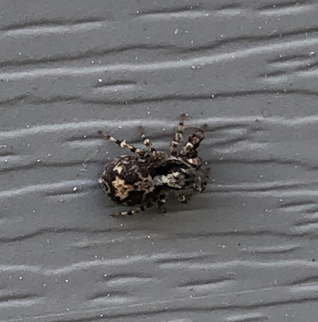 flea jumping spider from Stony Ridge Ct, Newport News, VA, US on May 18 ...