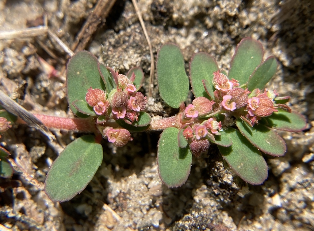 Spotted spurge from Marion County, FL, USA on June 21, 2022 at 11:07 AM ...