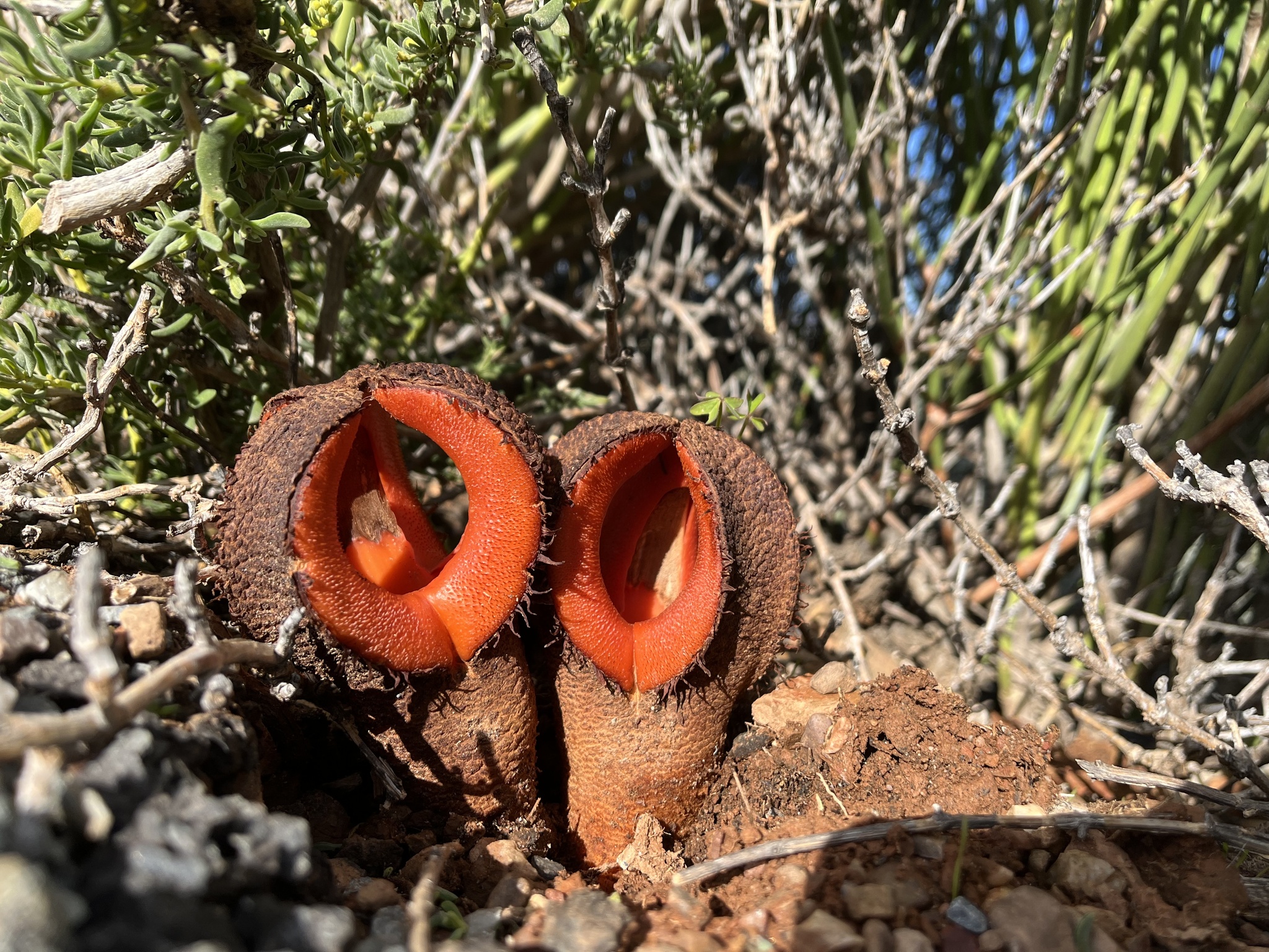 Hydnora africana Thunb.