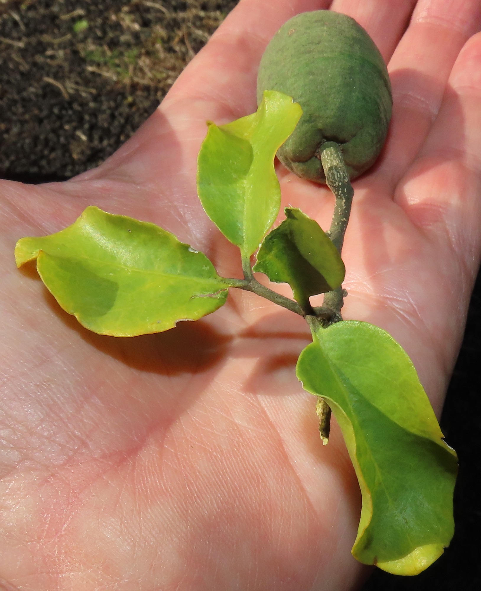 Balanites maughamii Sprague