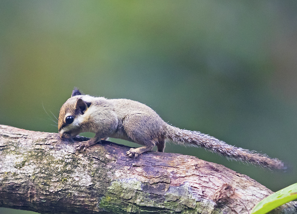 Nannosciurus melanotis (Müller, 1840)