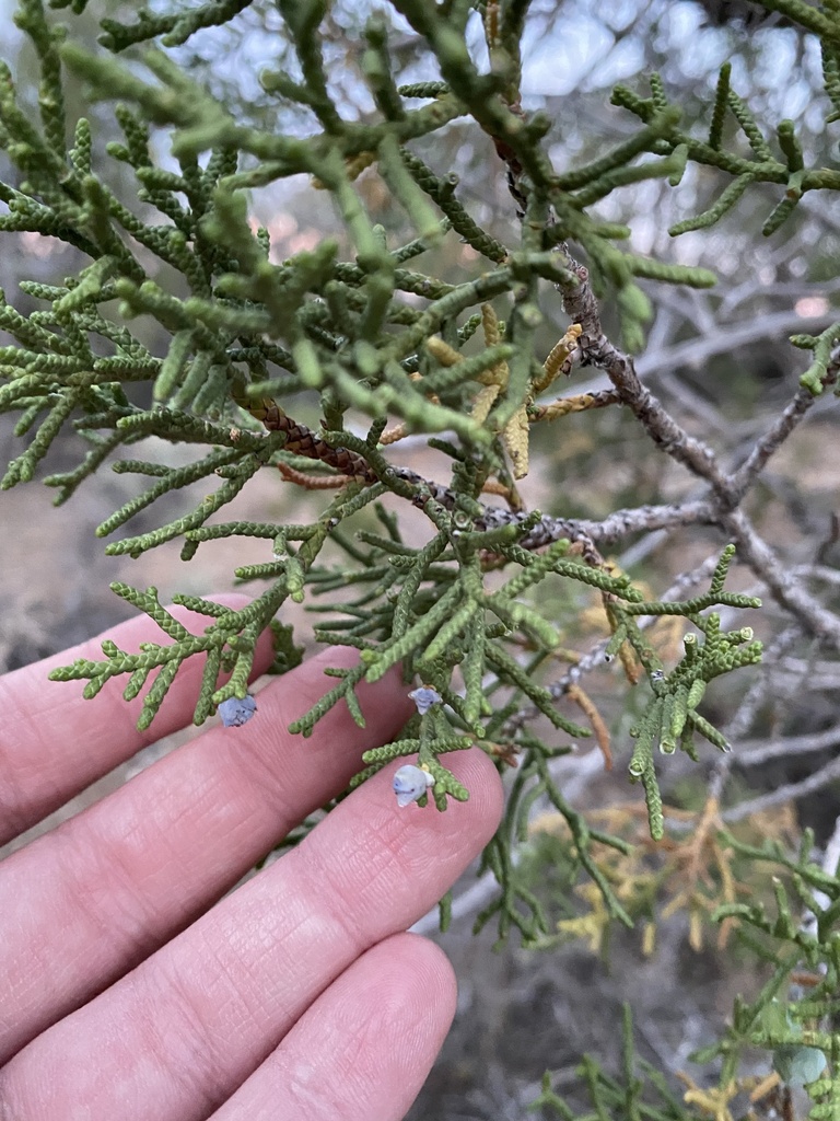 Utah Juniper from Mesa County, US-CO, US on June 19, 2022 at 08:48 PM ...