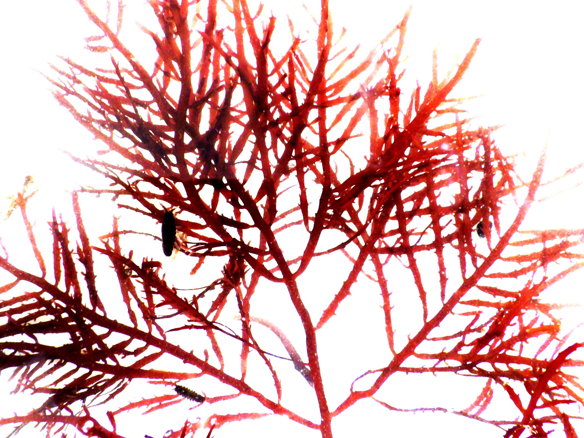 Gelidium J.V.F.Lamouroux, 1813