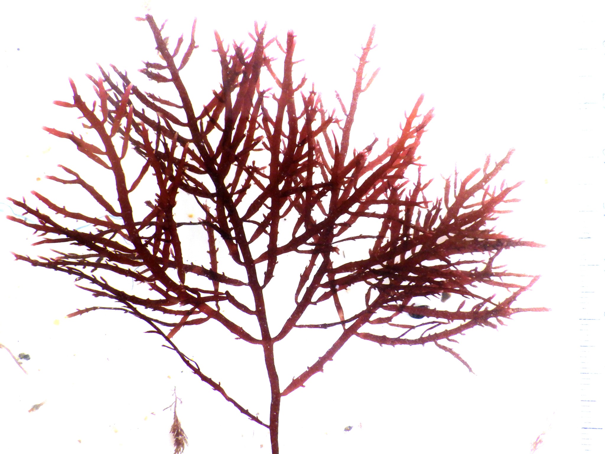 Gelidium J.V.F.Lamouroux, 1813