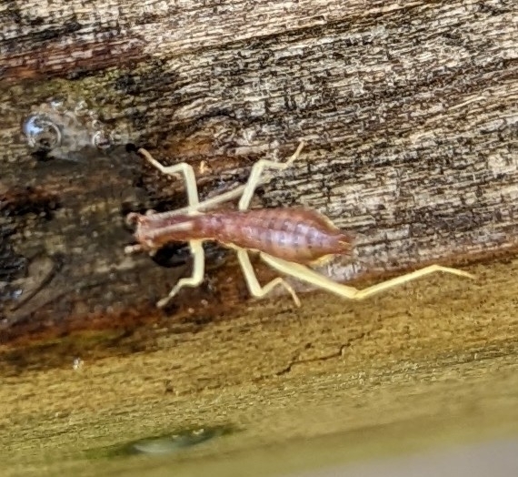Two-spotted Tree Cricket from Kerr Township, IL, USA on June 21, 2022 ...