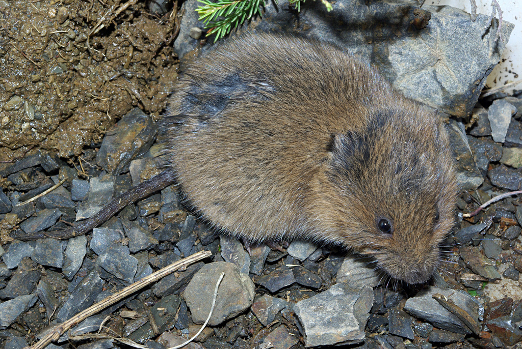 Field Vole (Microtus agrestis) - Know Your Mammals