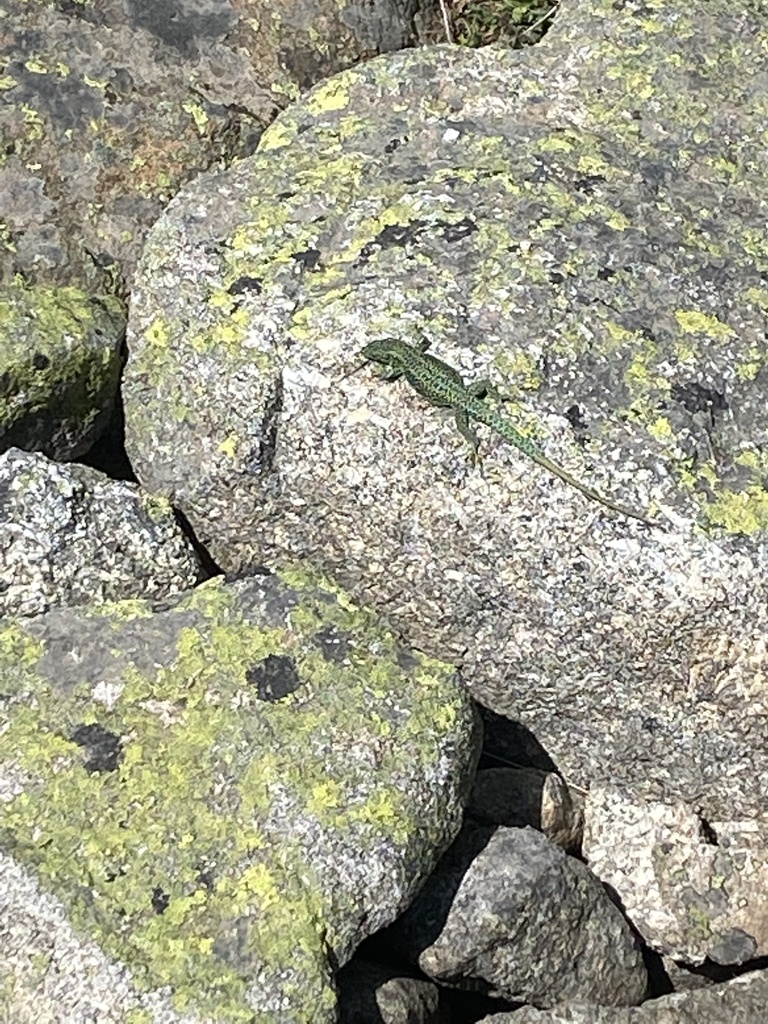 Cyren’s Rock Lizard in June 2022 by gipetus · iNaturalist