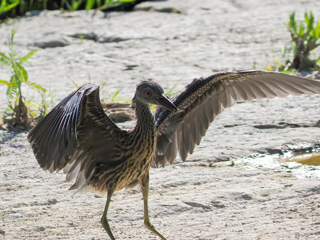 Yellow-crowned Night-Heron from Robinson Ranch, Austin, TX, USA on June ...