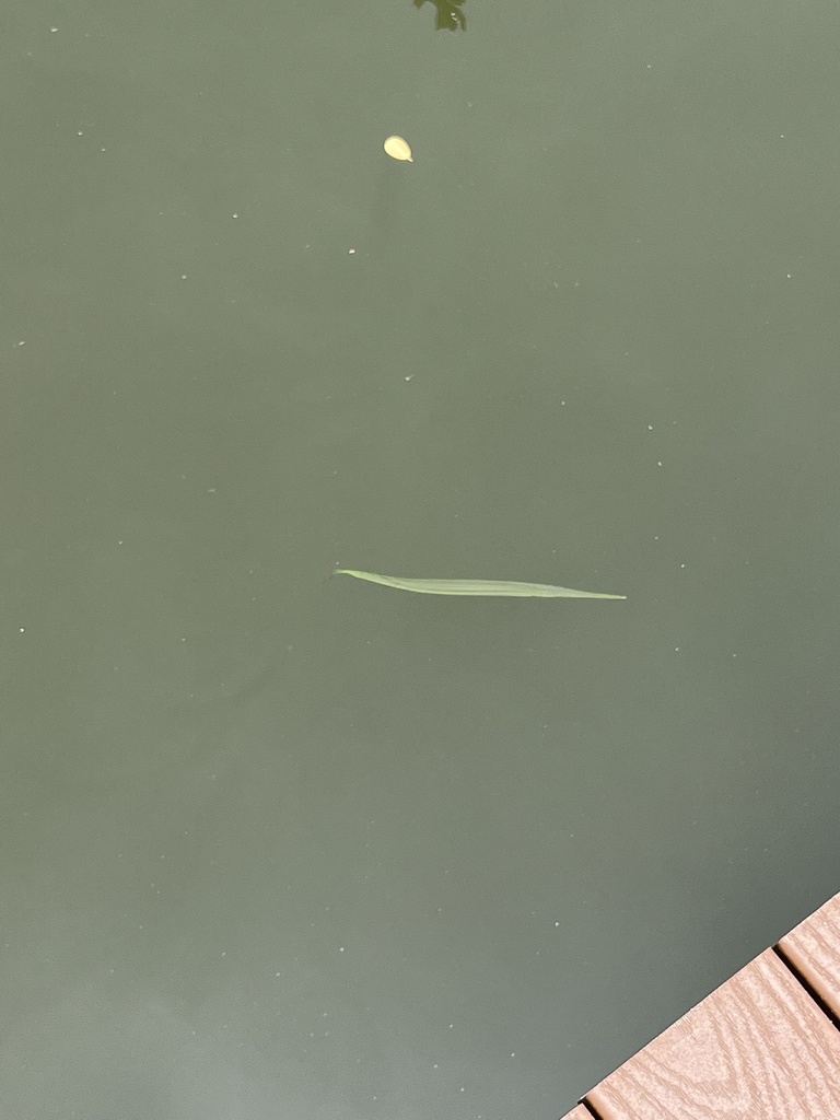 Needlefishes from Indian River, Vero Beach, FL, US on June 21, 2022 at ...