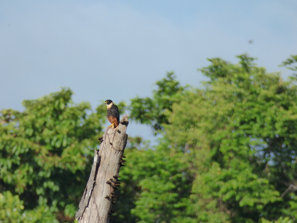 Bat Falcon from Yondó, Antioquia, Colombia on July 1, 2018 at 07:52 AM ...