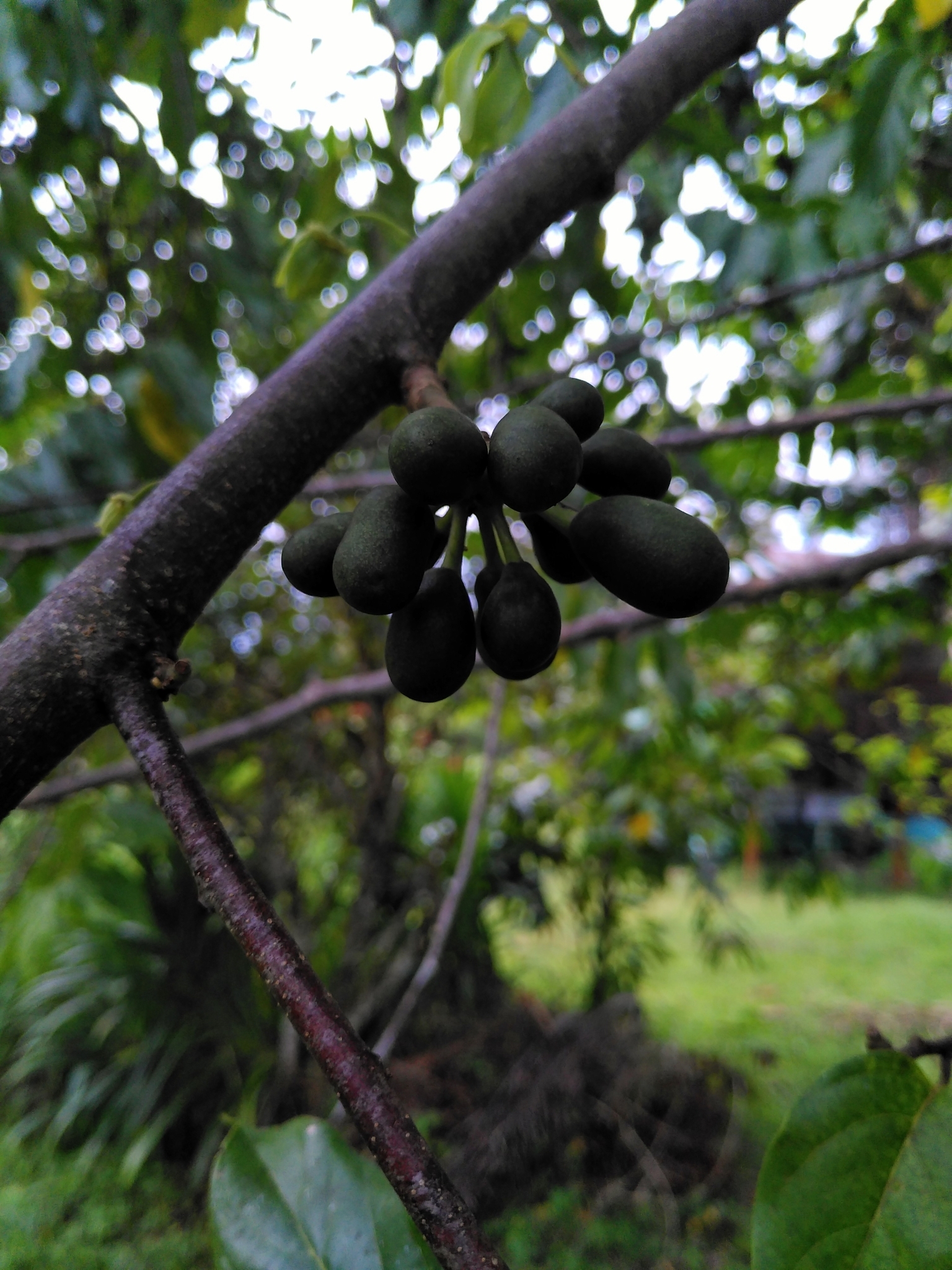 Cananga odorata (Lam.) Hook.f. & Thomson